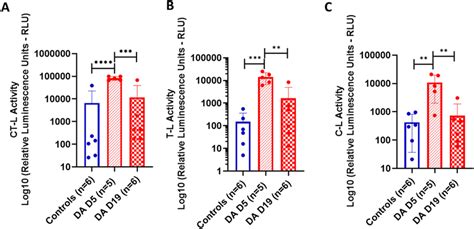 Proteasome Associated Chymotrypsin Like Ct L A Trypsin Like T L