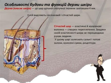 Презентація Будова і функції шкіри