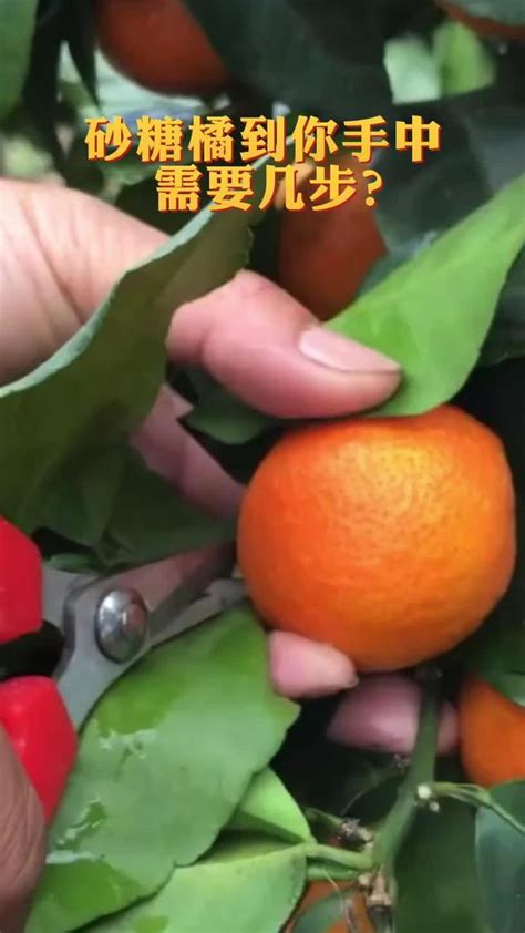 砂糖橘到你手中需要几步 砂糖橘 水果 砂糖橘产地 凤凰网视频 凤凰网