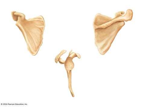 Scapula Diagram Quizlet