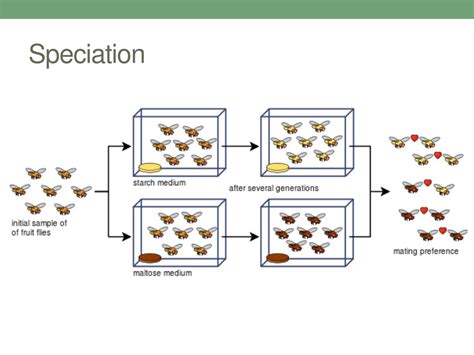 Ppt Chapter 12 Processes Of Evolution Powerpoint Presentation Free