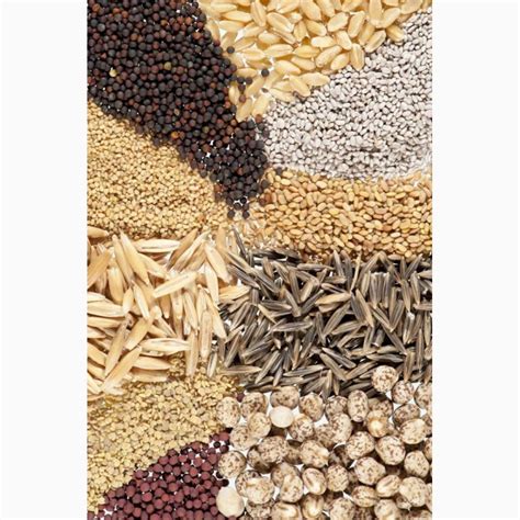 Продам семена многолетних трав купить семена многолетних трав Липецк — Rusboard