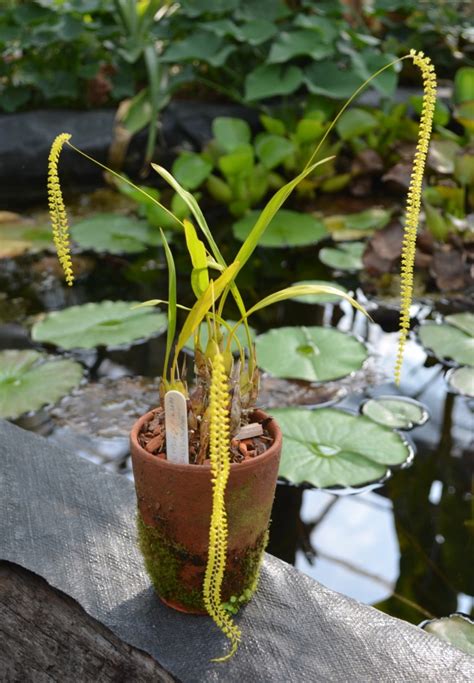Dendrochilum Filiforme Lindl Tropical Biodiversity
