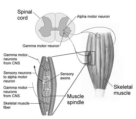 What Is The Gamma Loop Somatic Movement Center