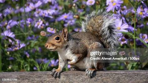 Squirrel Flower Photos And Premium High Res Pictures Getty Images