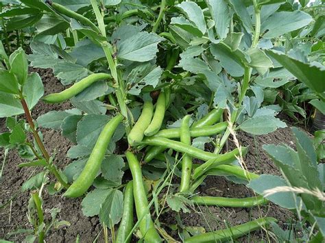Broad Bean Diseases Pests And Uses
