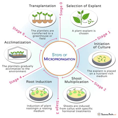 Types Of Mutations In Dna Types Of Mutations In Dna