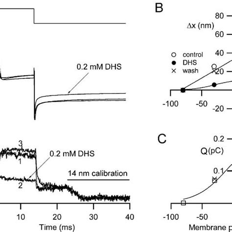 Pdf Depolarization Of Cochlear Outer Hair Cells Evokes Active Hair