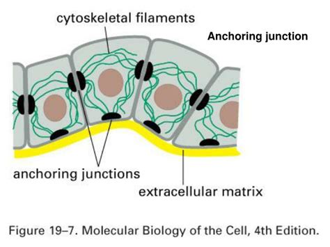 Ppt Cell Junctions Cell Adhesion And The Extracellular Matrix Powerpoint Presentation Id