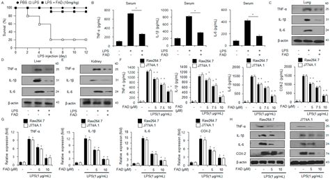 A Novel Pparγ Modulator Falcarindiol Mediates Er Stress Mediated