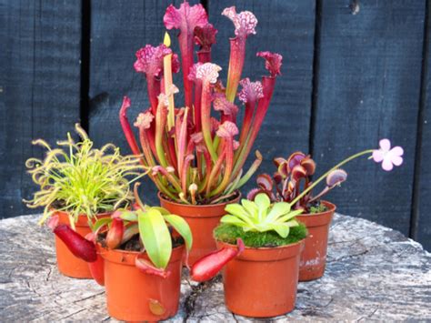 Meat Eating Plants Feed Me Seymour Meat Eating Plants On Display