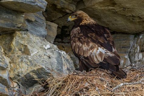 Golden Eagle Nest Eyrie Where And How They Build