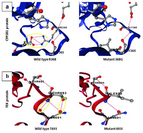 Predicted Structural Effect Of Cyp1b1 And Tek Missense Variants