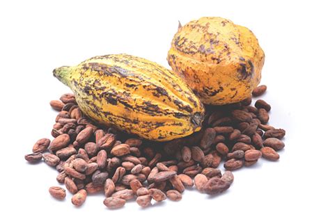 코코아 과일 원료 카 카오 콩 코코아 포드 흰색 배경에 고립 0명에 대한 스톡 사진 및 기타 이미지 0명 과일 나무 Istock