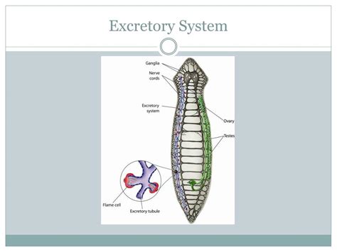 Ppt Worms And Mollusks Powerpoint Presentation Free Download Id