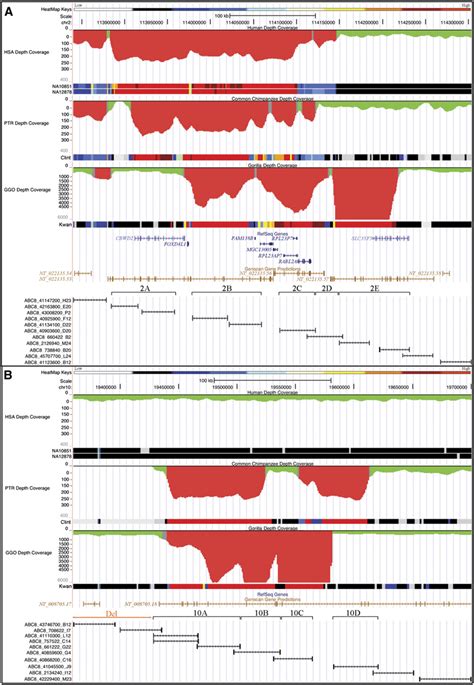 Duplication And Fosmid Probe Map The Pattern Of Segmental Duplications