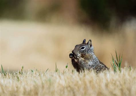 Tree Squirrel Vs Ground Squirrel