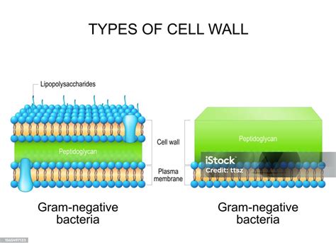 박테리아 세포벽의 종류 그람 음성 박테리아 및 그람 음성 박테리아 세포막에 대한 스톡 벡터 아트 및 기타 이미지 세포막 그람 양성균 박테리아 Istock