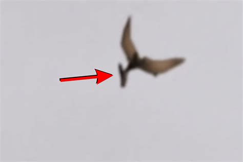 Pterodactyl Sightings