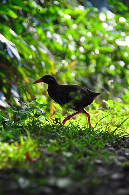 Okinawa Rail Gallirallus Okinawae A Photo On Flickriver