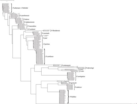 Initial Maximum Likelihood Tree For Pooled Mtcoi Barcoding Sequence