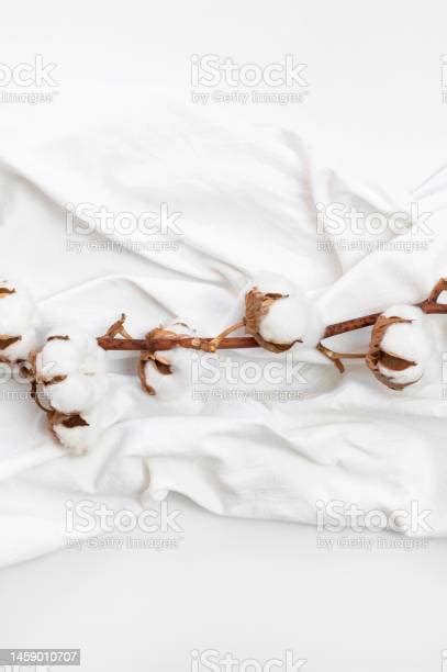 아름 다운 목화 가지와 흰색 바탕에 흰색 천연 면직물입니다 섬세한 흰색 면화 꽃입니다 밝은 색 면 배경입니다 에코 섬유 평면도 복사 공간 직물 생산 0명에 대한 스톡 사진
