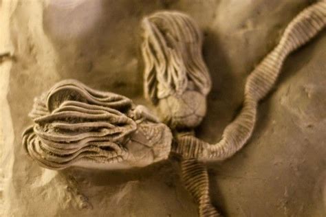 Crinoid Fossil Forest Revisited Artofit