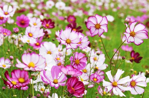 [포토뉴스] 가을 전령사 ‘코스모스…아산 곡교천 가을 스케치 굿모닝충청