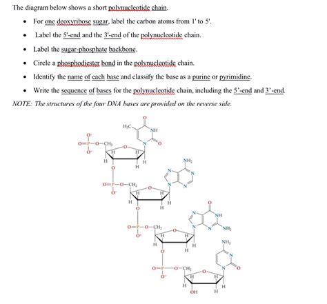 Solved The Diagram Below Shows A Short Polynucleotide
