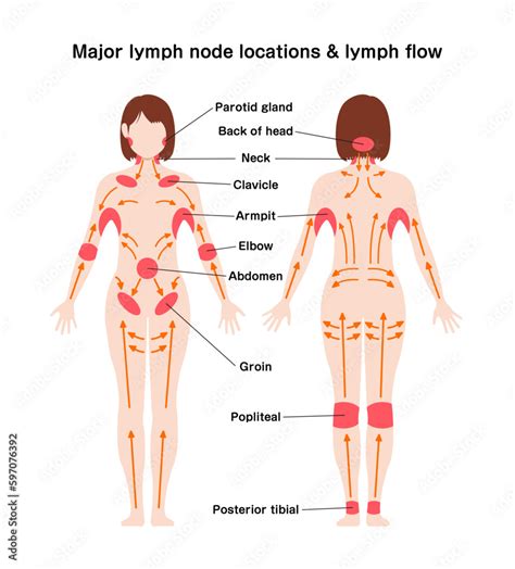 Locations Of Major Lymph Nodes And Lymph Flows Vector Illustration