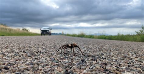 Tarantula Migration In Arizona 2025 Rove Me