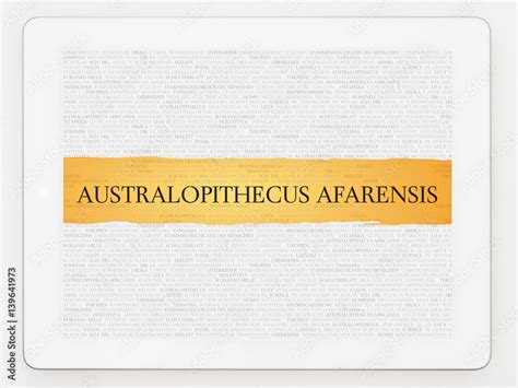 Australopithecus Afarensis Stock Illustration Adobe Stock