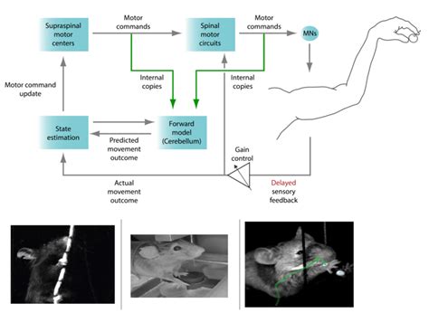 Sensorimotor Circuits For Dexterous Movement Burke Neurological Institute Weill Cornell Medicine