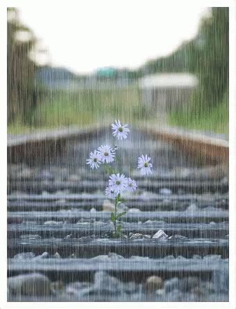 Spring Showers And Spring Flowers  Weather Spring Springshowers