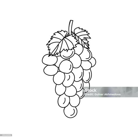 포도는 벡터로 낙서 일러스트레이션을 낙서합니다 손으로 그린 포도 삽화는 벡터로 그려집니다 그리기에 대한 스톡 벡터 아트 및 기타 이미지 Istock