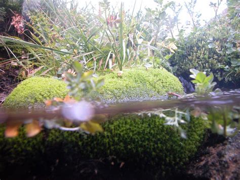 Garden Pond A Green Biotope Underwater Stock Image Image Of Spring