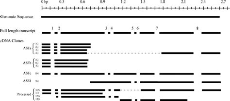 Diagram Of Multiple Sequence Alignment Of Znii2cys6 Gene Estcdna