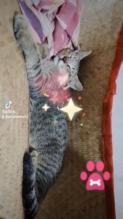 အိပ်မောကျနေတဲ့ ကိုကျားလေး Youtube