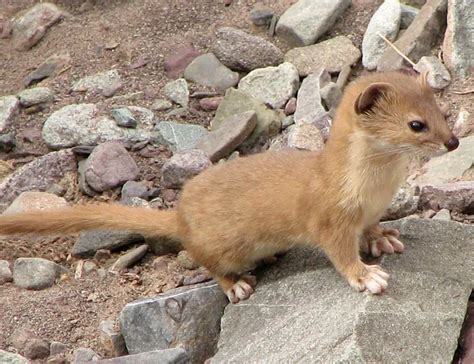 15 Types Of Weasels Species Facts And Photos