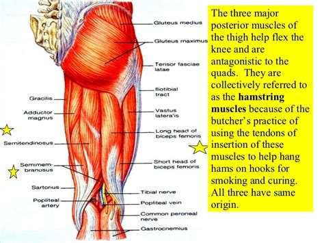 12 Appendicular Muscles