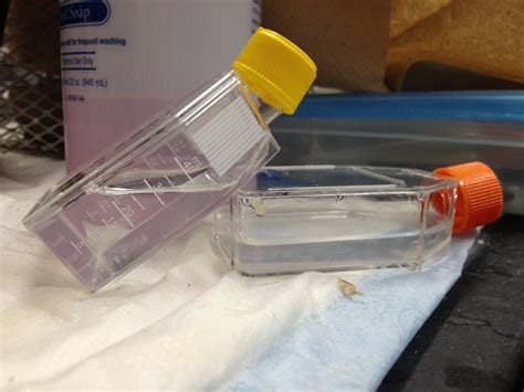 Life In A Virology Lab In A Lab You Will Find More Than Just Science