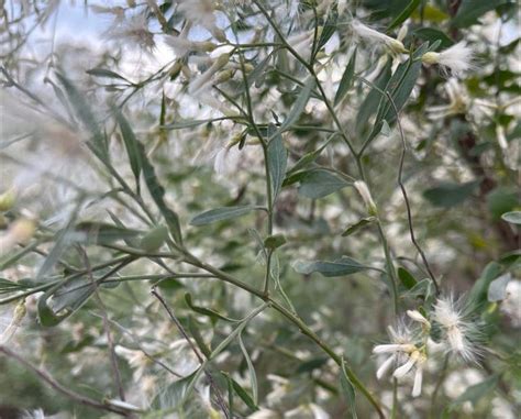 Symbolism And Benefits Of The Eastern Baccharis