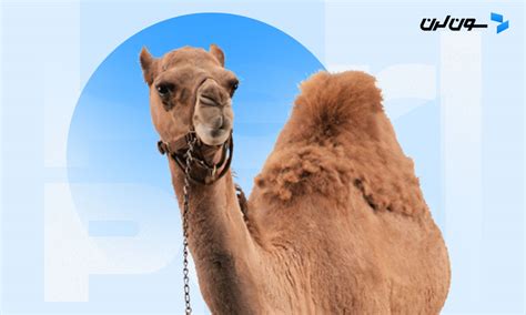 زبان برنامه نویسی Perl چیست؟ مقایسه پرل با سایر زبان‌های برنامه‌نویسی