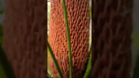 මඩු ශාකය බීජ හට නොගන්නා ශාක Youtube