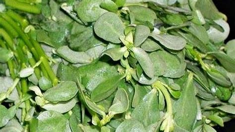 பருப்பு கீரையில் உள்ள சத்துக்களும் அதன் அற்புத பயன்களும் Nutrients In Paruppu Keerai And