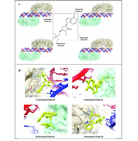 The Four Critical Locations On Tlr3 Dsrna Complex Where Tlr3 Agonist