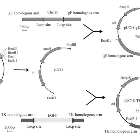 Schematic Diagrams Of Recombinant Plasmids Download Scientific Diagram