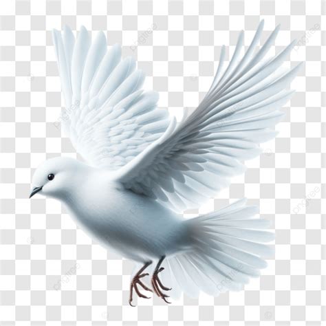 비행 중에 장엄한 흰 비둘기 흰 비둘기 나는 비둘기 날개 Png 일러스트 및 이미지 에 대한 무료 다운로드 Pngtree