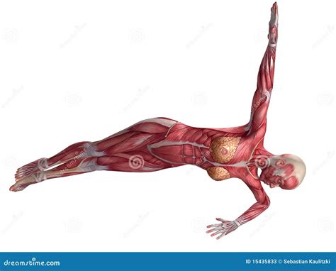 Female Abs Workout Stock Illustration Illustration Of Muscle 15435833
