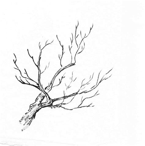 Tree Branch Drawing At GetDrawings Free Download